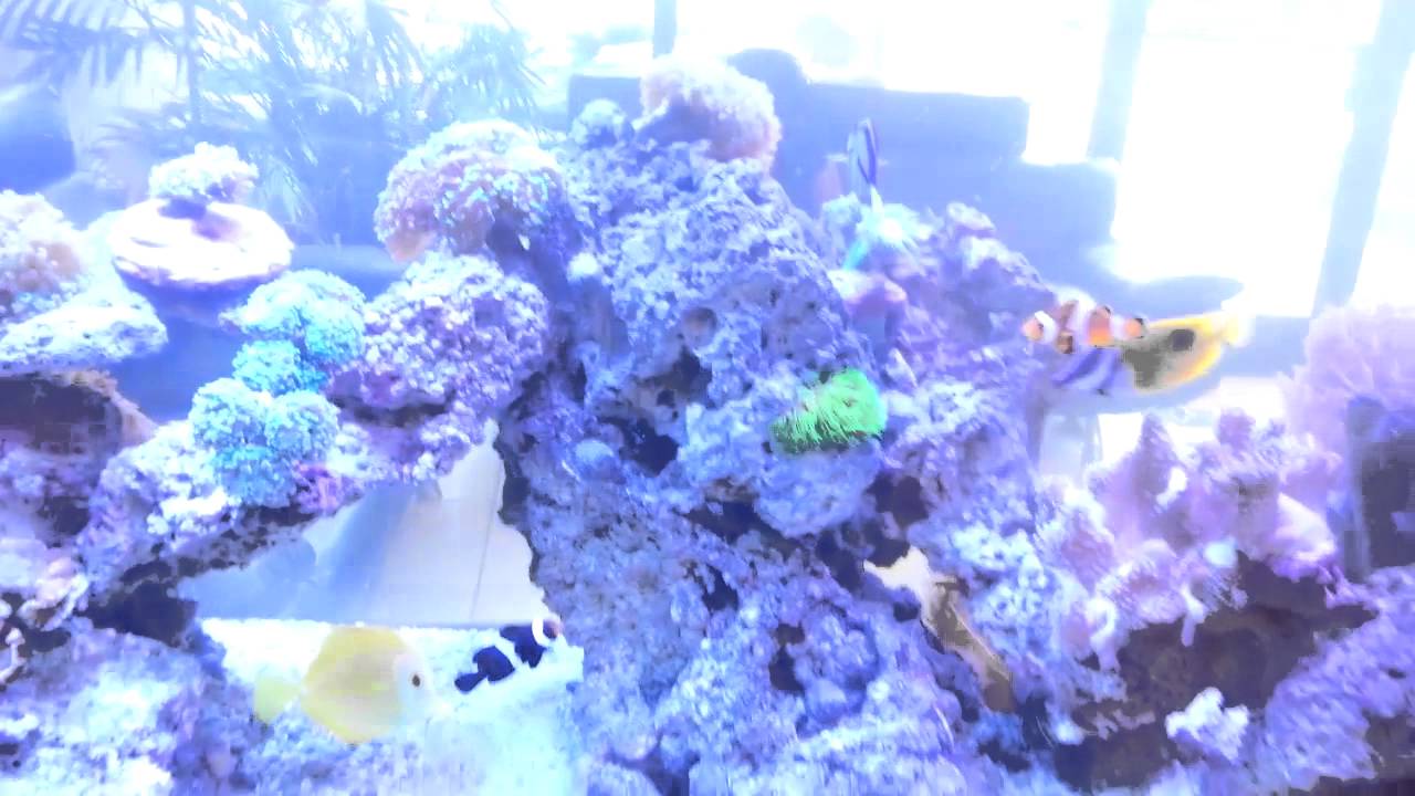 90 reef tank w miracle mud - YouTube