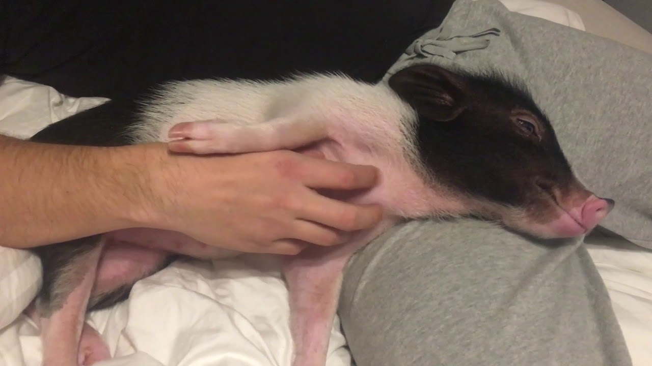 Mini Pig Getting Belly Rubs - YouTube