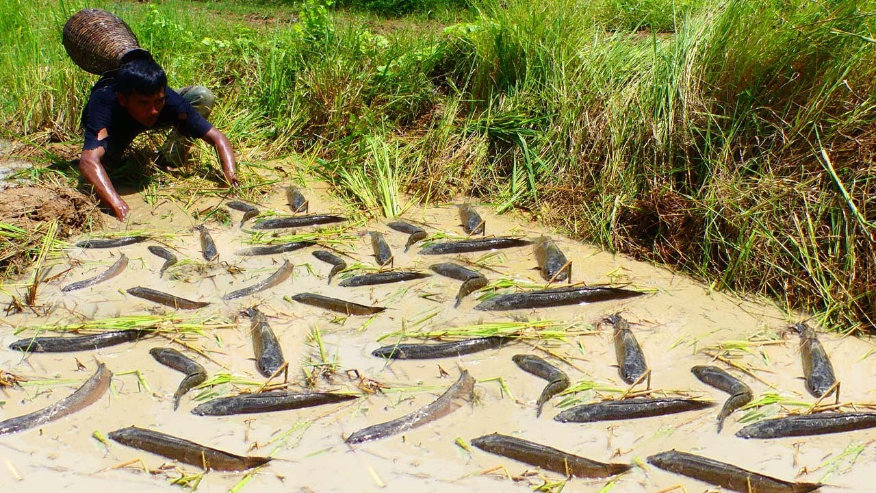 amazing fishing! a lots of fish in rice field- a fisherman skill catch ...