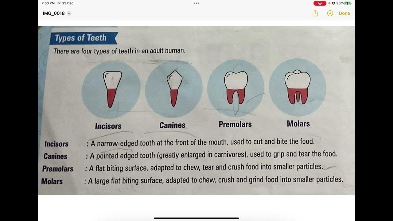 Teeth And Microbes Class 4 || Structure Of Teeth || Different Types Of ...