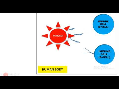 Simple Animation! When a PATHOGEN enters the human body! - YouTube