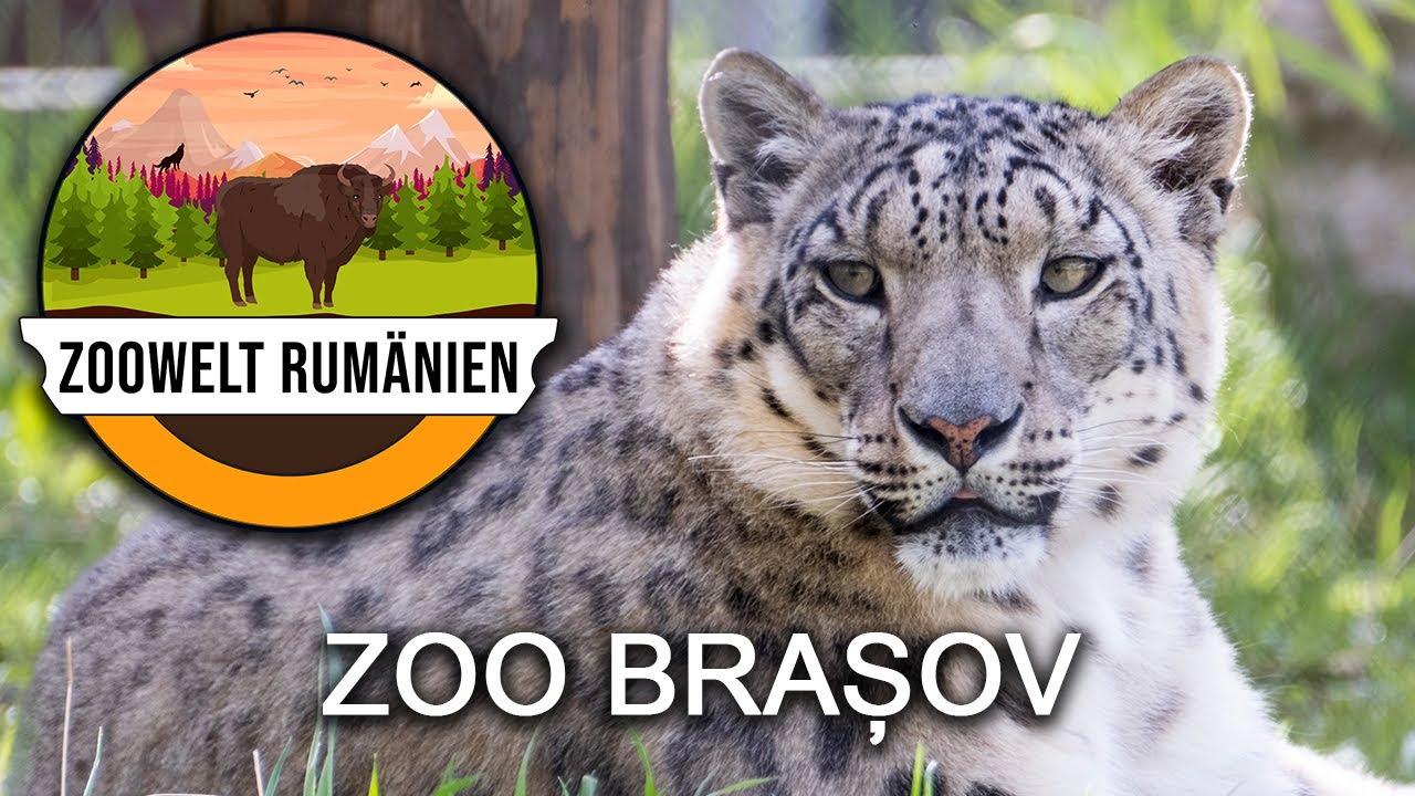Zoo Brașov - Der Erlebniszoo - Zoowelt Rumänien - YouTube