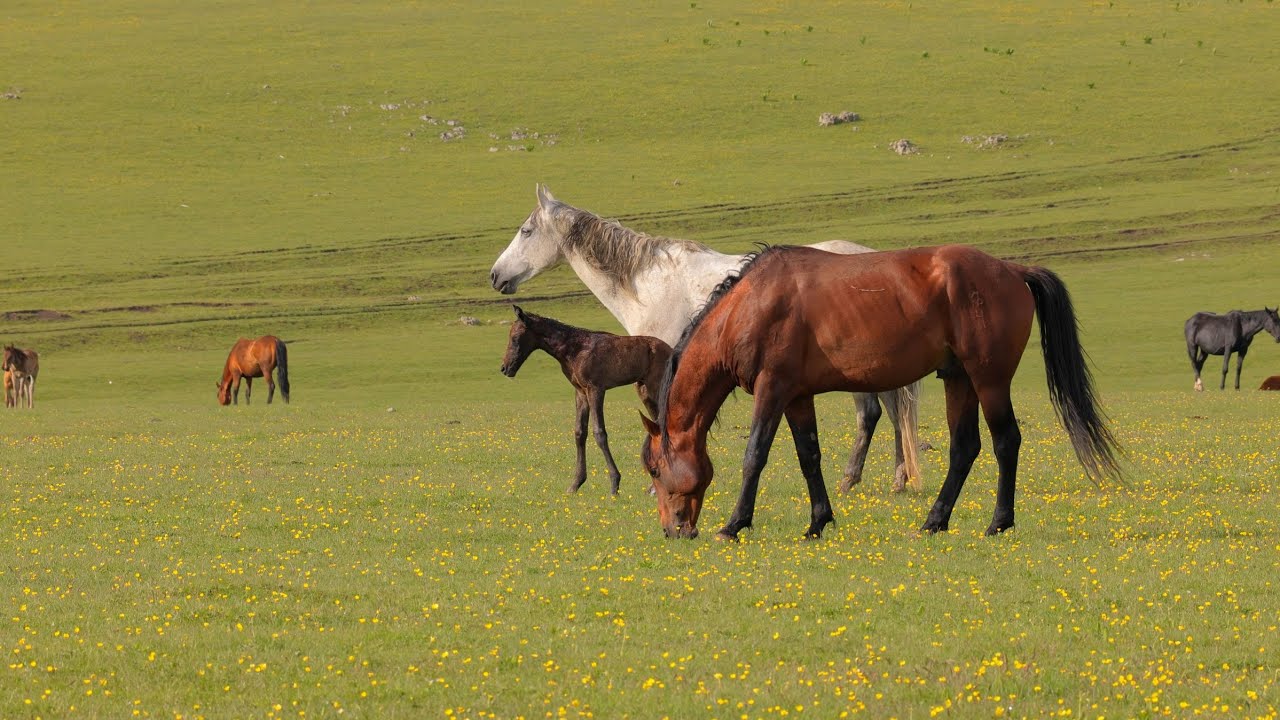 Young Animals In The Coming Spring (4K) - Around The World - YouTube