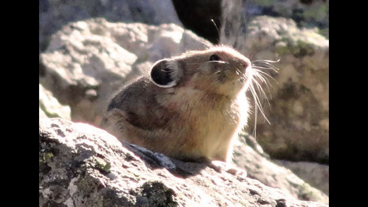 Pika in Wyoming's Cloud Peak Wilderness (2 of 3) - YouTube
