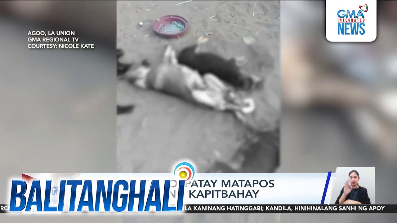 5 alagang aso, patay matapos lasunin daw ng kapitbahay | Balitanghali ...