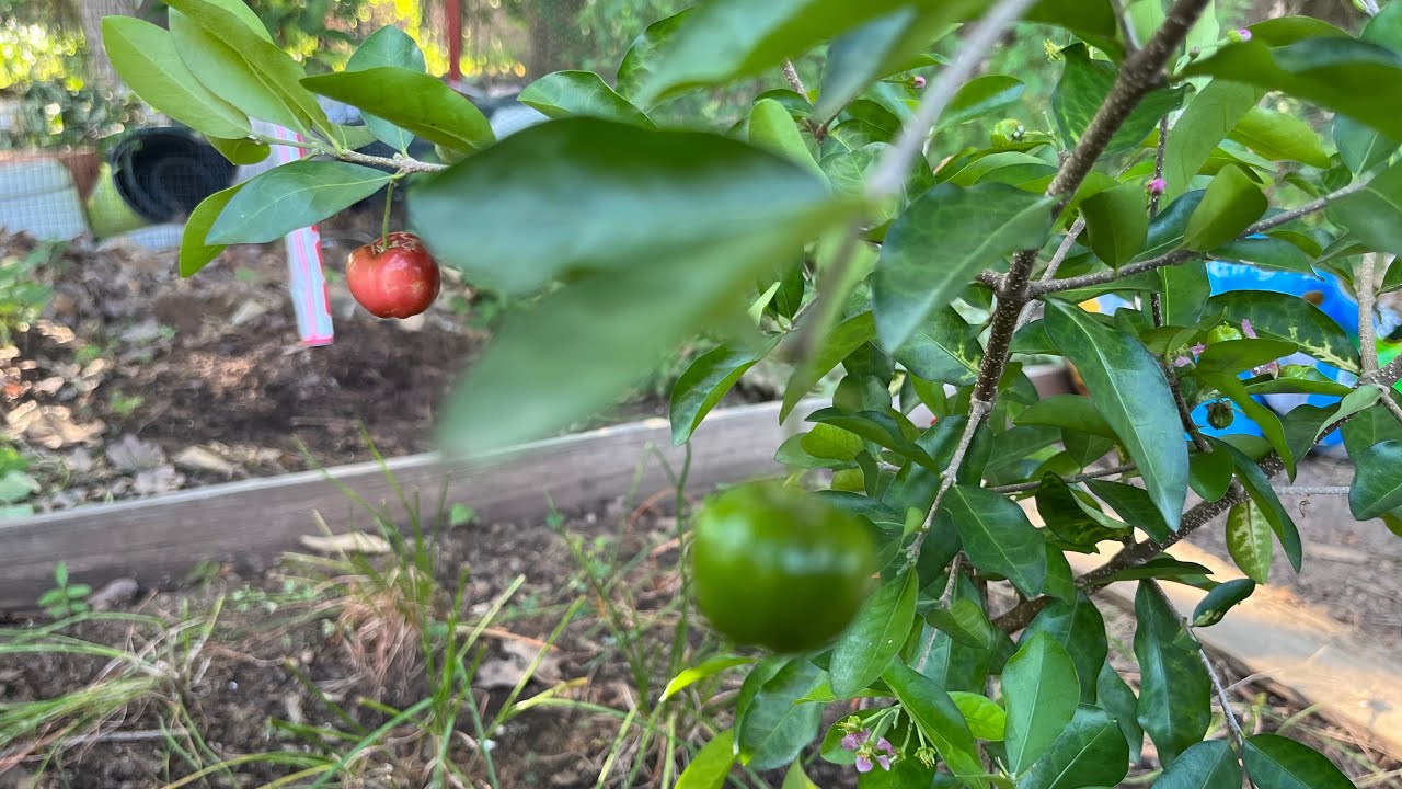 Home Depot bán cây Sweet Southern Cherry cao một feet trồng xuống đất ...