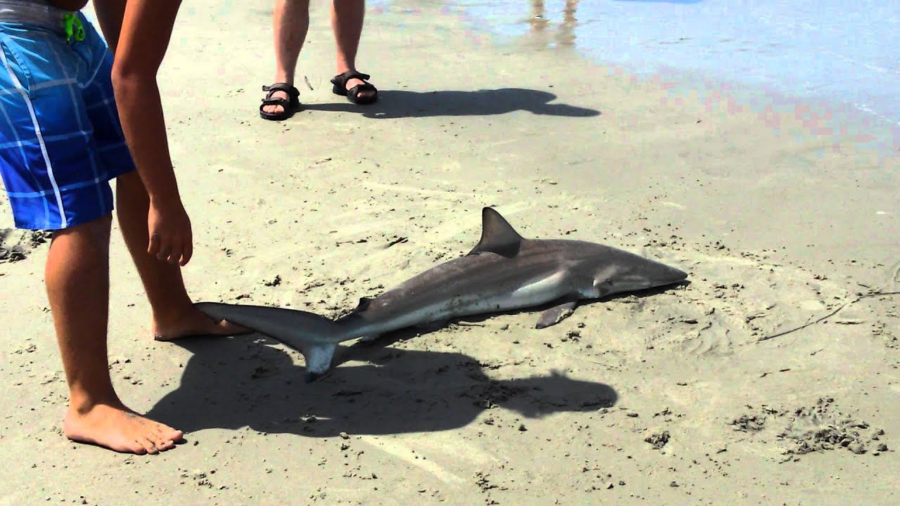 4 ft Black Tip Shark - YouTube
