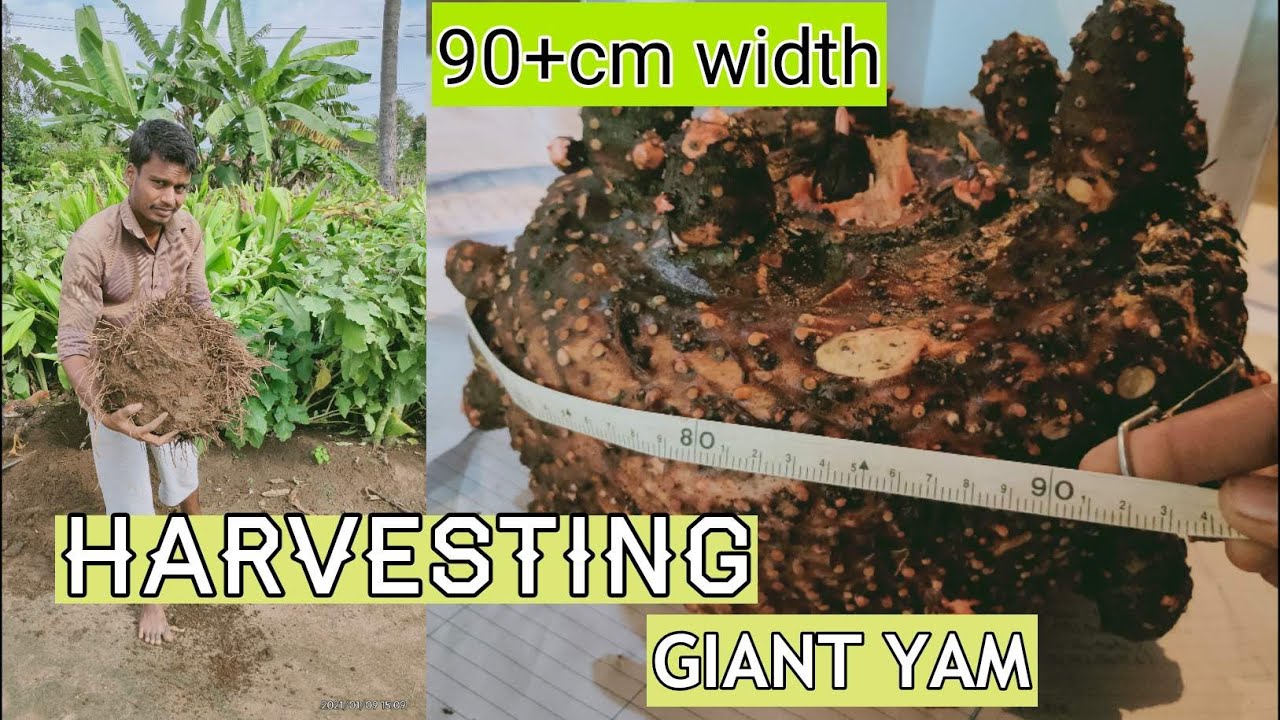 Biggest giant size Elephant foot yam harvest/சேனைக்கிழங்கு /karunai ...