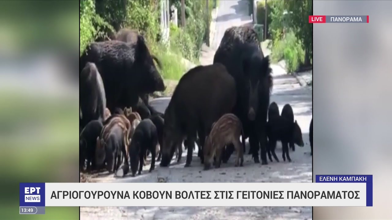 Θεσσαλονίκη: Αγριογούρουνα "κόβουν" βόλτες στο Πανόραμα | 15/05/2023 ...