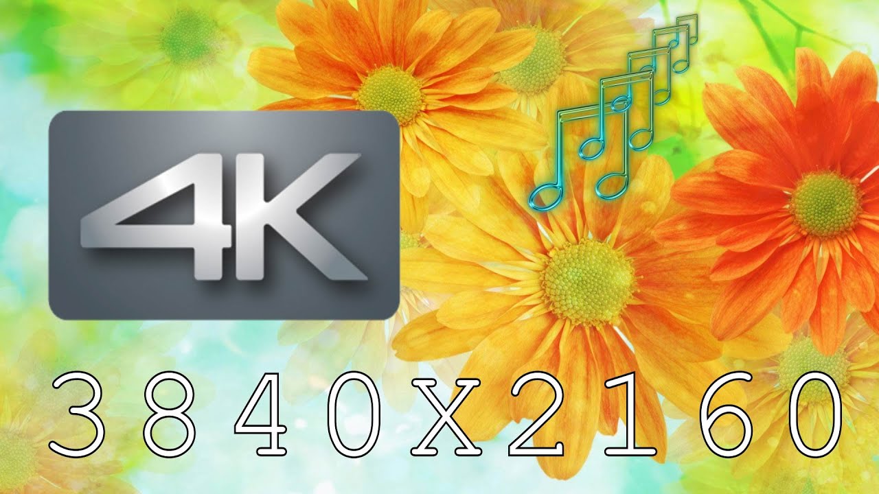 Video Shoot in 4K Ultra-HD - Nature and ButterFly in 4K UHD - Test ...