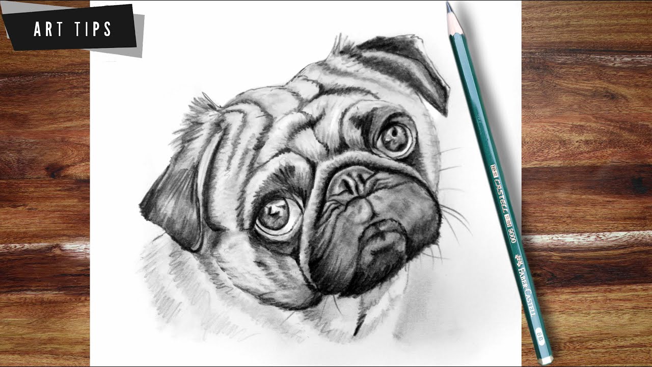 Pug pencil sketch drawing | Step by Step tutorial | How to draw - YouTube