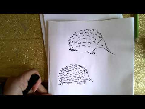 How to draw an Echidna - YouTube