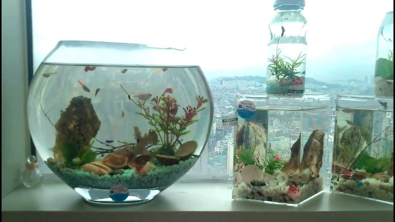 ArtFish HWHF ( Half Water Half Fish )Works, Needless Oxygen device.( 산소 ...