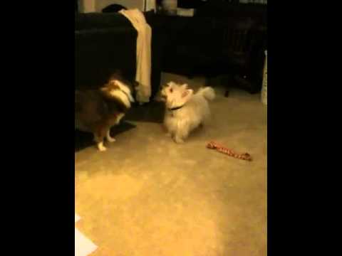 Max and Lullah Playtime!