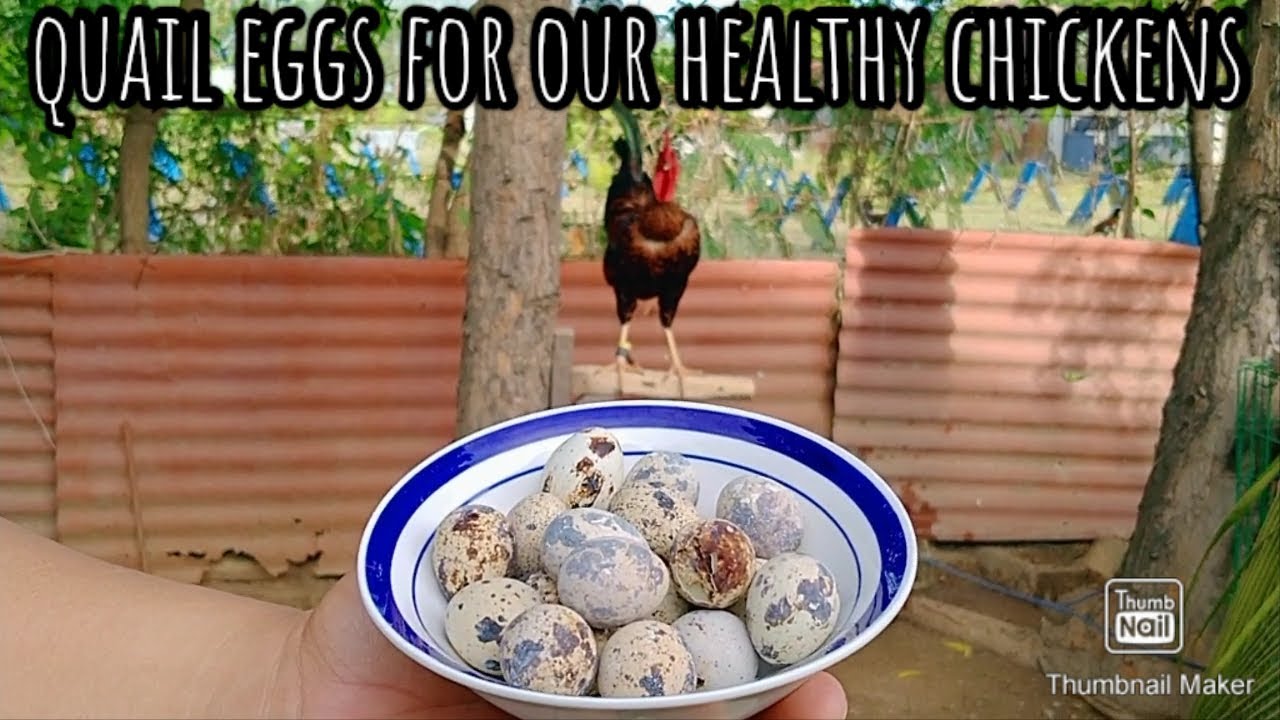 Nilagang itlog ng pugo, source of good quality protein - YouTube