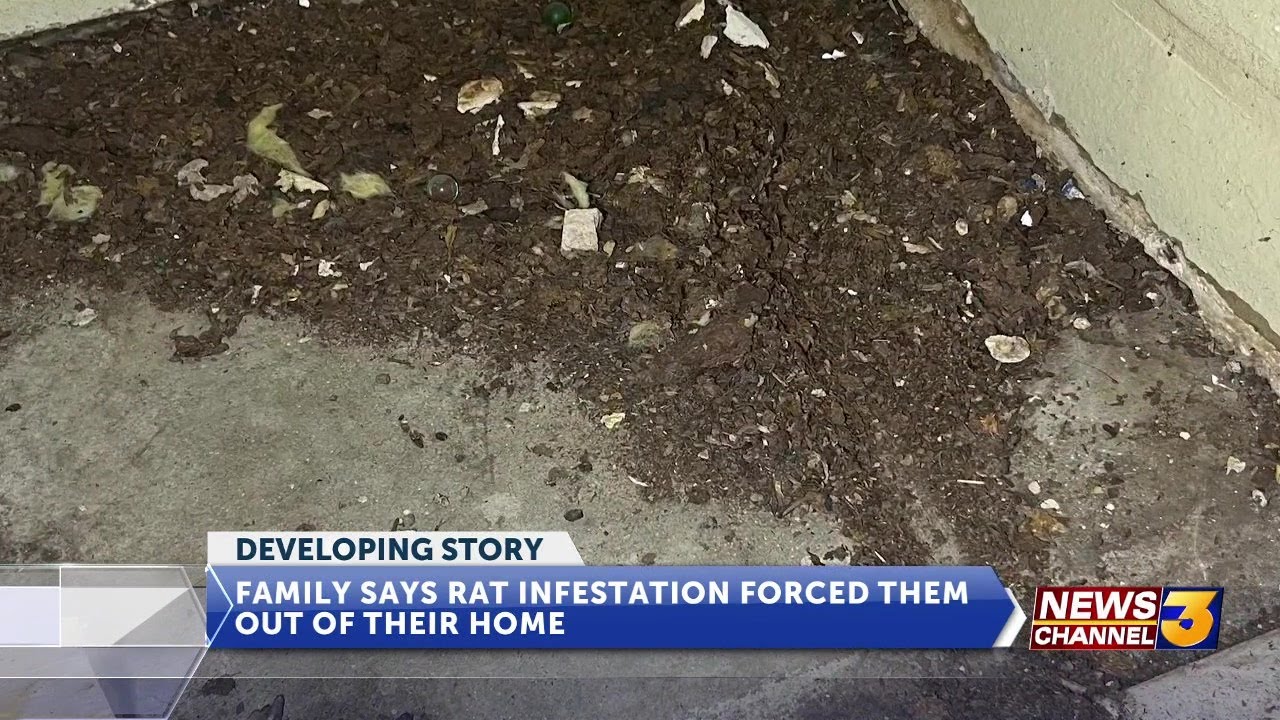 Palm Springs family says rat infestation caused severe illnesses and ...