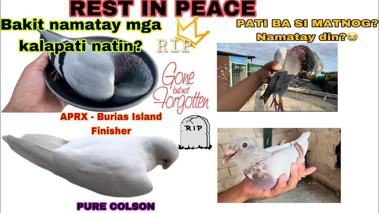 Bakit namatay kalapati natin galing derby? Burias Island Bird, Colson ...