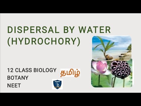 Dispersal by Water (Hydrochory) Tamil I Principles of Ecology I Botany ...