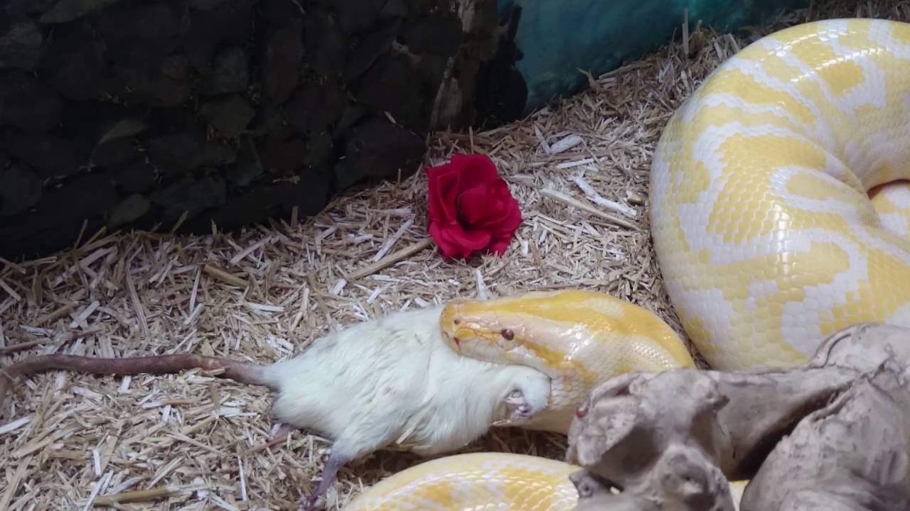Burmese python soppy female eating rat and burping. About sixteen foot ...