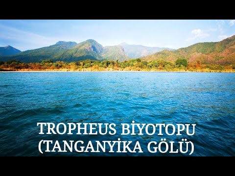 Tropheus Biyotopu (Tanganyika Gölü)