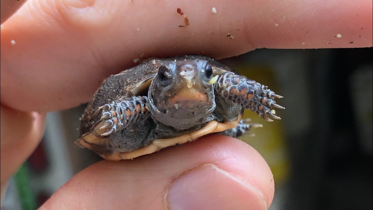 Baby Eastern Box Turtle - YouTube