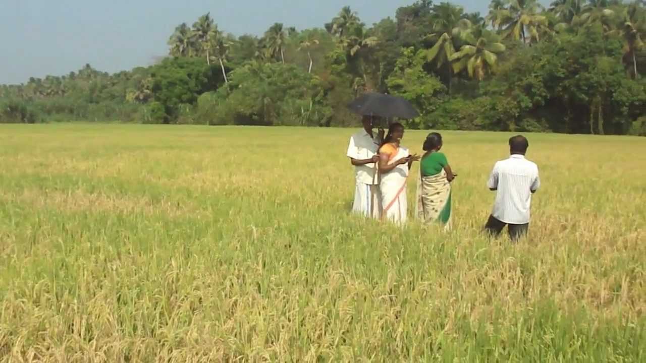 Uzhinal padam kssp- 100 para krishi- ready to harvest - YouTube