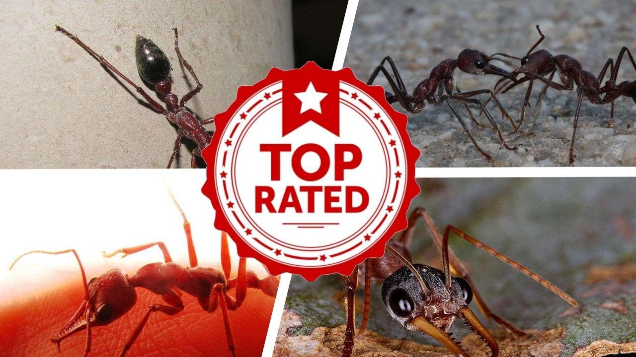 When You Cut These Ants In Two, The Zombie Halves Try To Fight Each ...