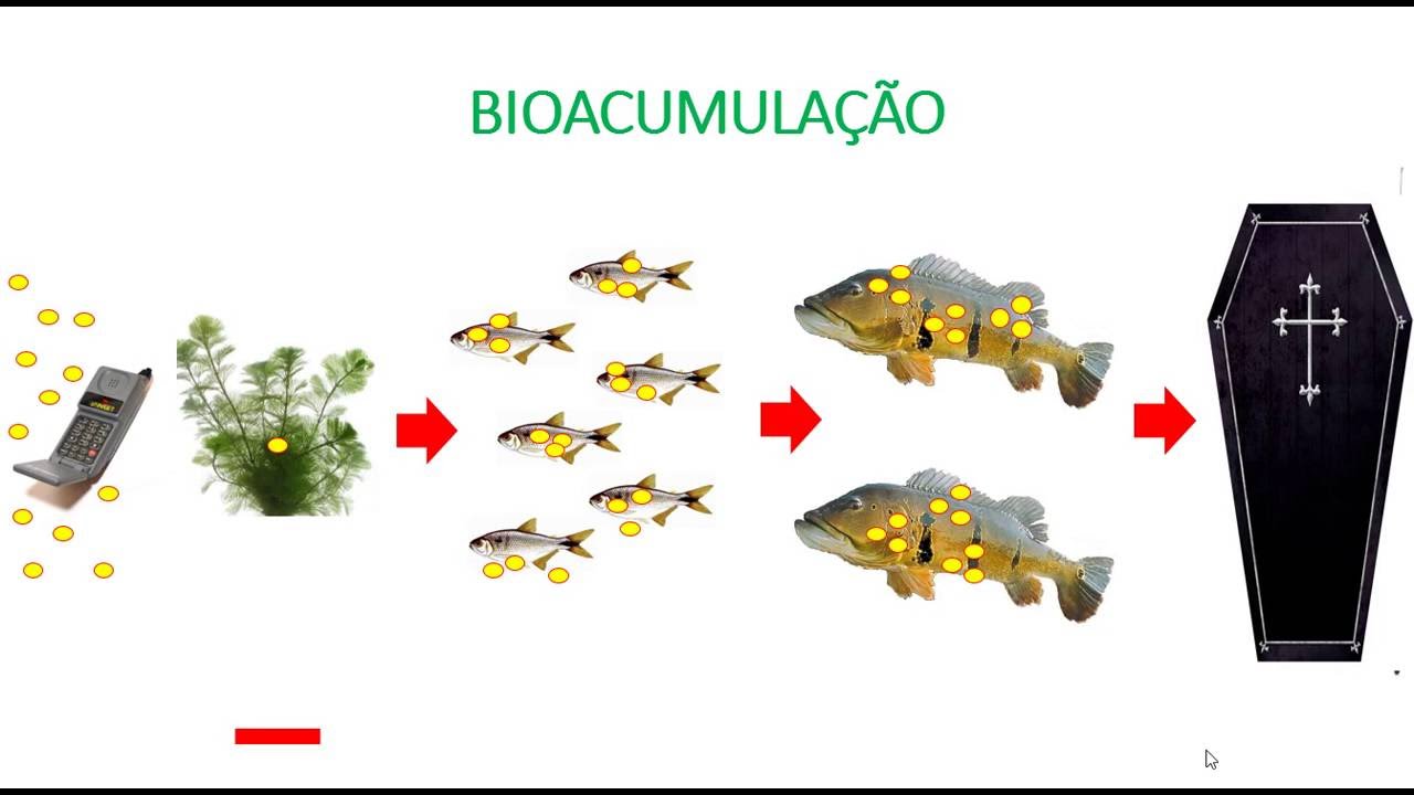 Bioacumulação - YouTube