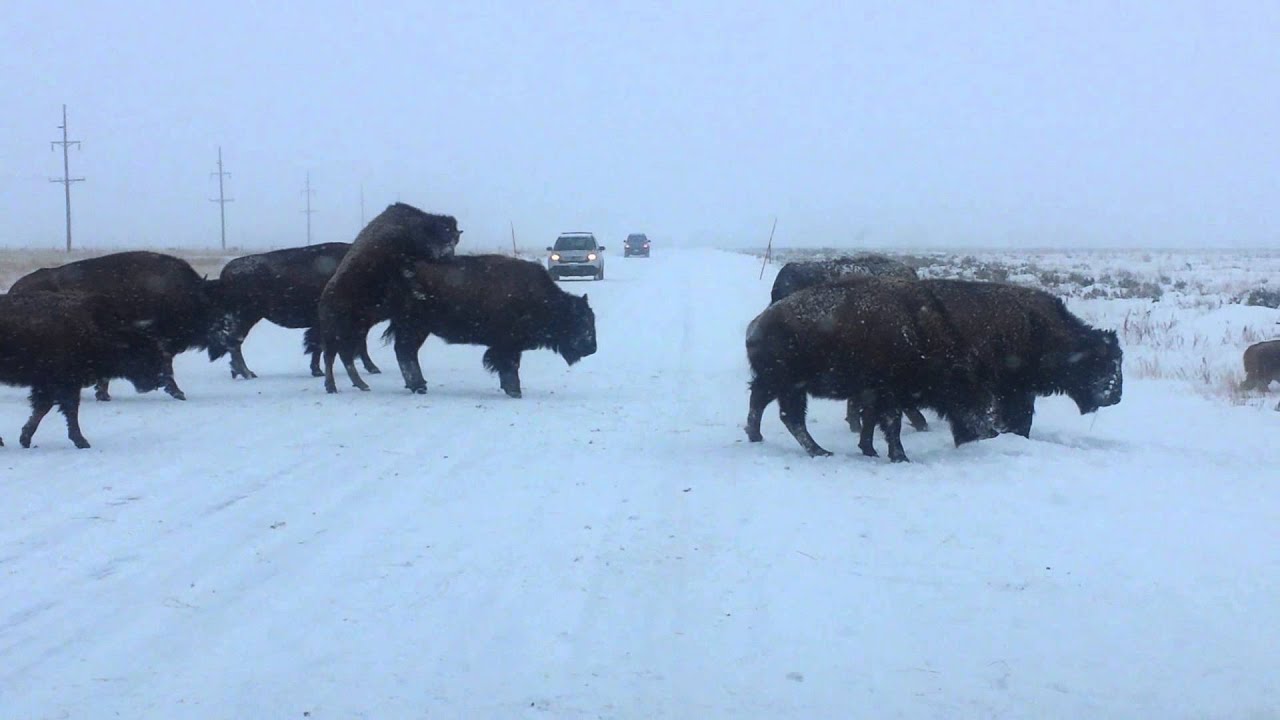 Bison Migration in Kelly, Wyoming - YouTube