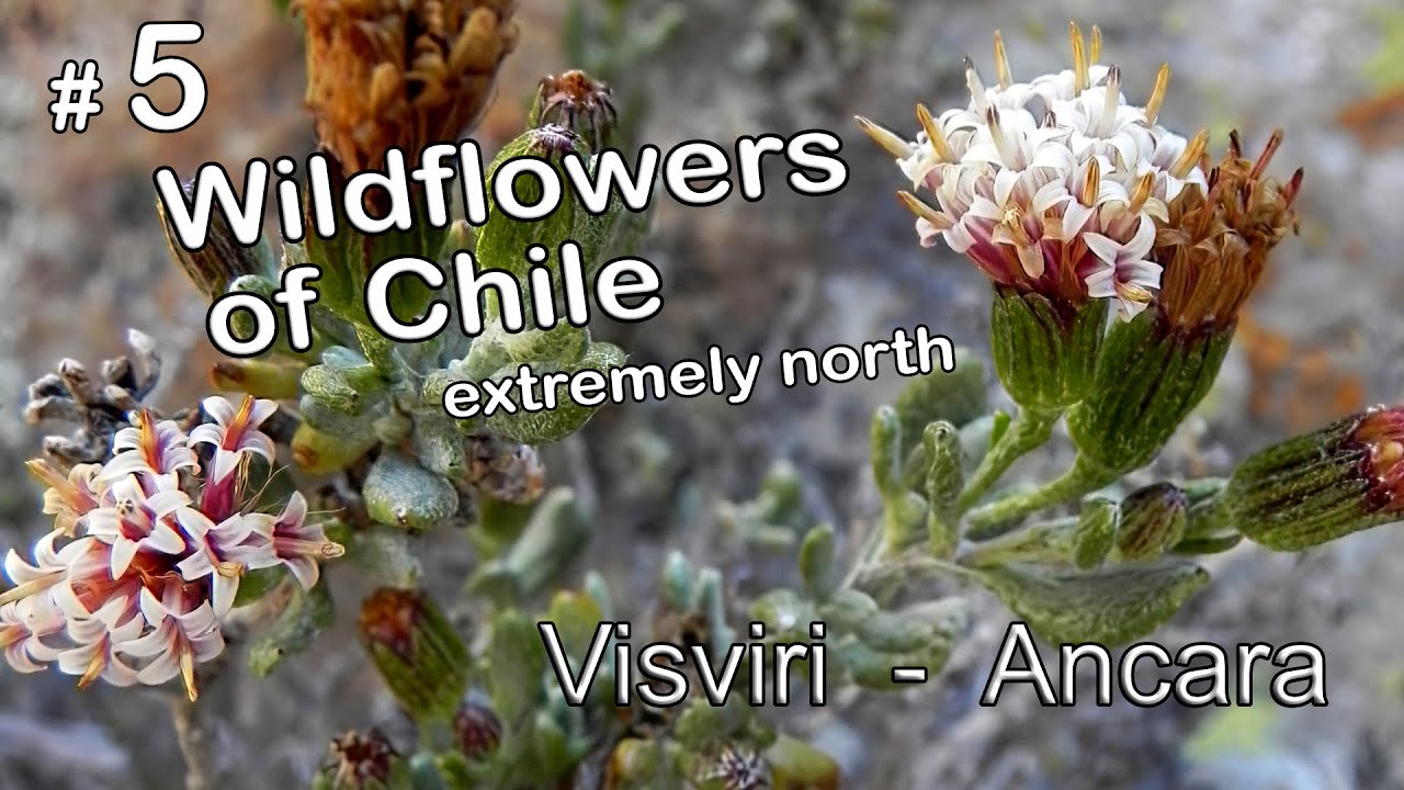 #5 Wildflowers of Chile, Alpine Plants, Visviri - Ancaras, Flora de ...
