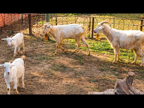 The secret of goats' amazing eyes an oblong pupil and almost perfect vision! 👀🐐