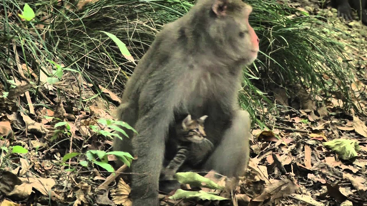 monkey & cat - YouTube