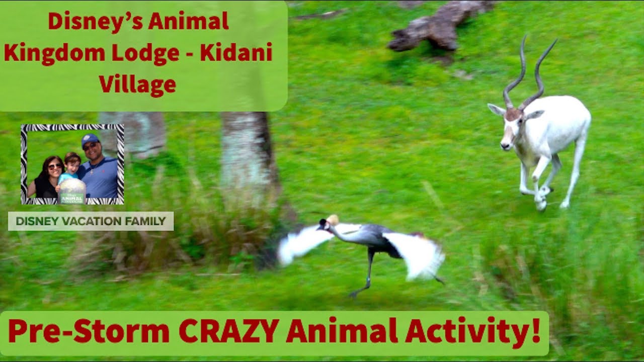 ANIMALS FIGHT on Savanna at Disney's Kidani Village - YouTube