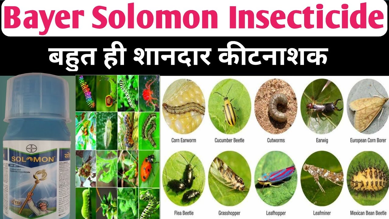 Bayer Solomon Insecticide । Solomon Insecticide । Solomon । थ्रिप्स और ...