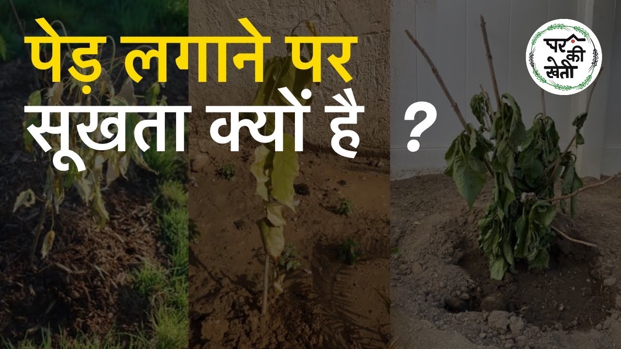 पेड़ लगाए और पत्ते सुख गए ? Why leaves dry after planting a tree ...
