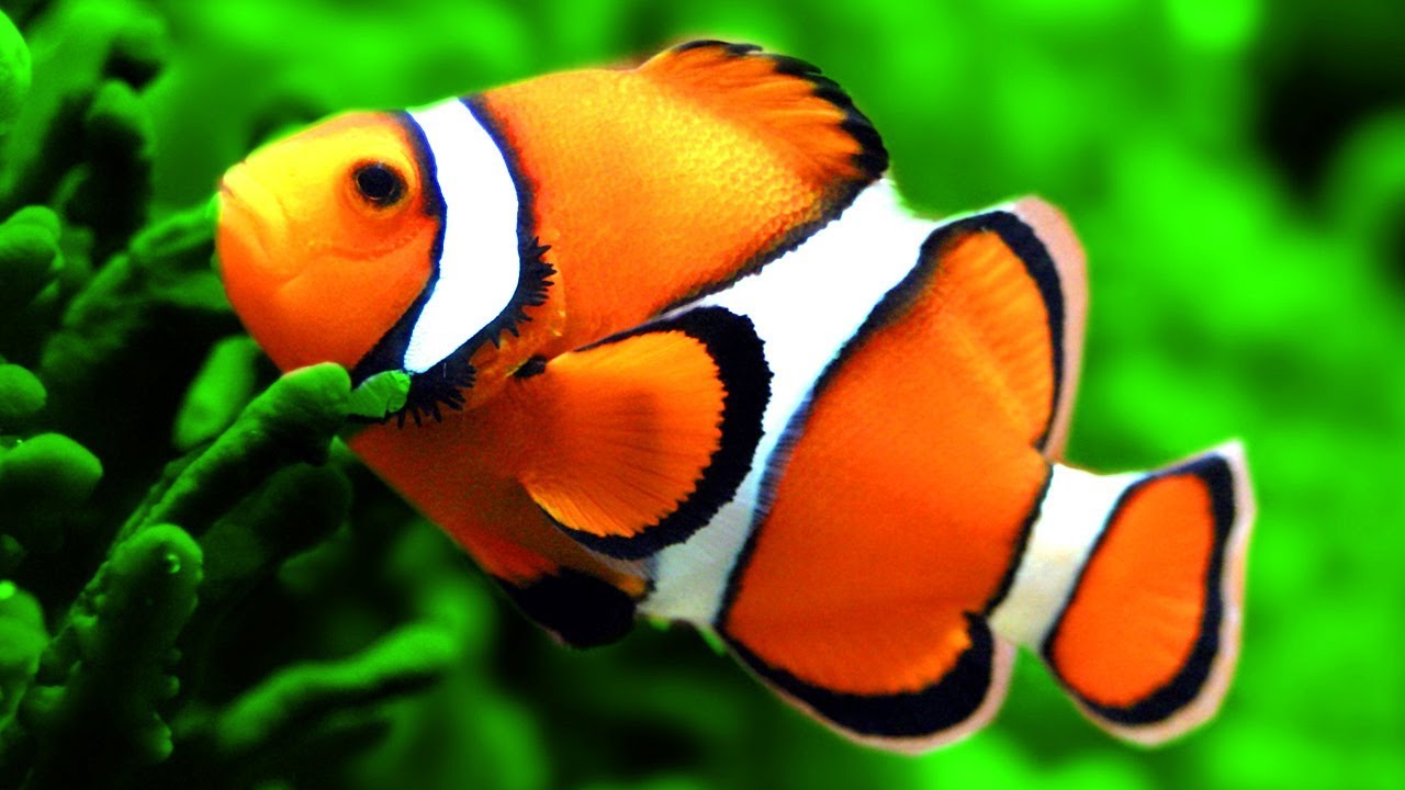 Stunning Clown Fish Aquarium & The Best Relax Music - 2 Hours - Sleep ...