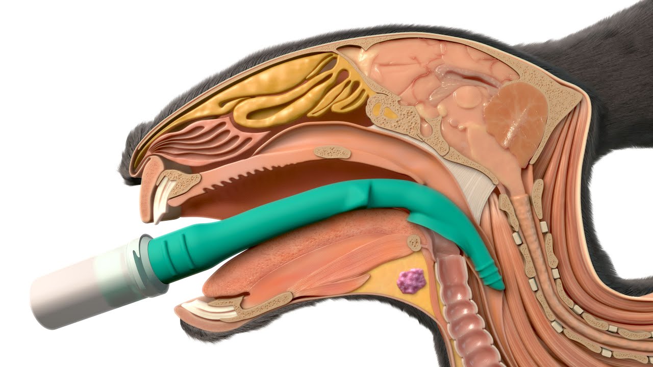 V-gel® Rabbit - YouTube