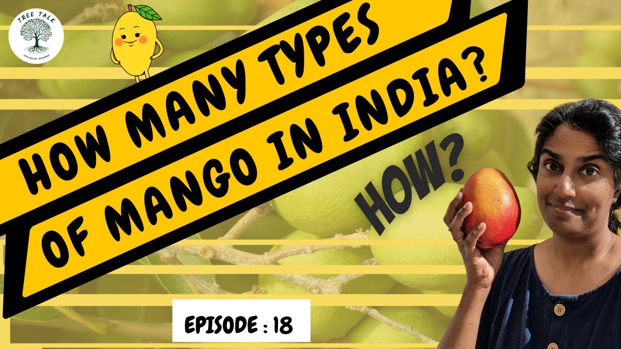How many varieties of Mango are found in India? Ep 18 - YouTube