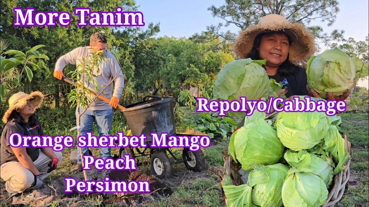 Repolyo Harvest at planting Orange sherbert Mango at Peach 🍑 - YouTube