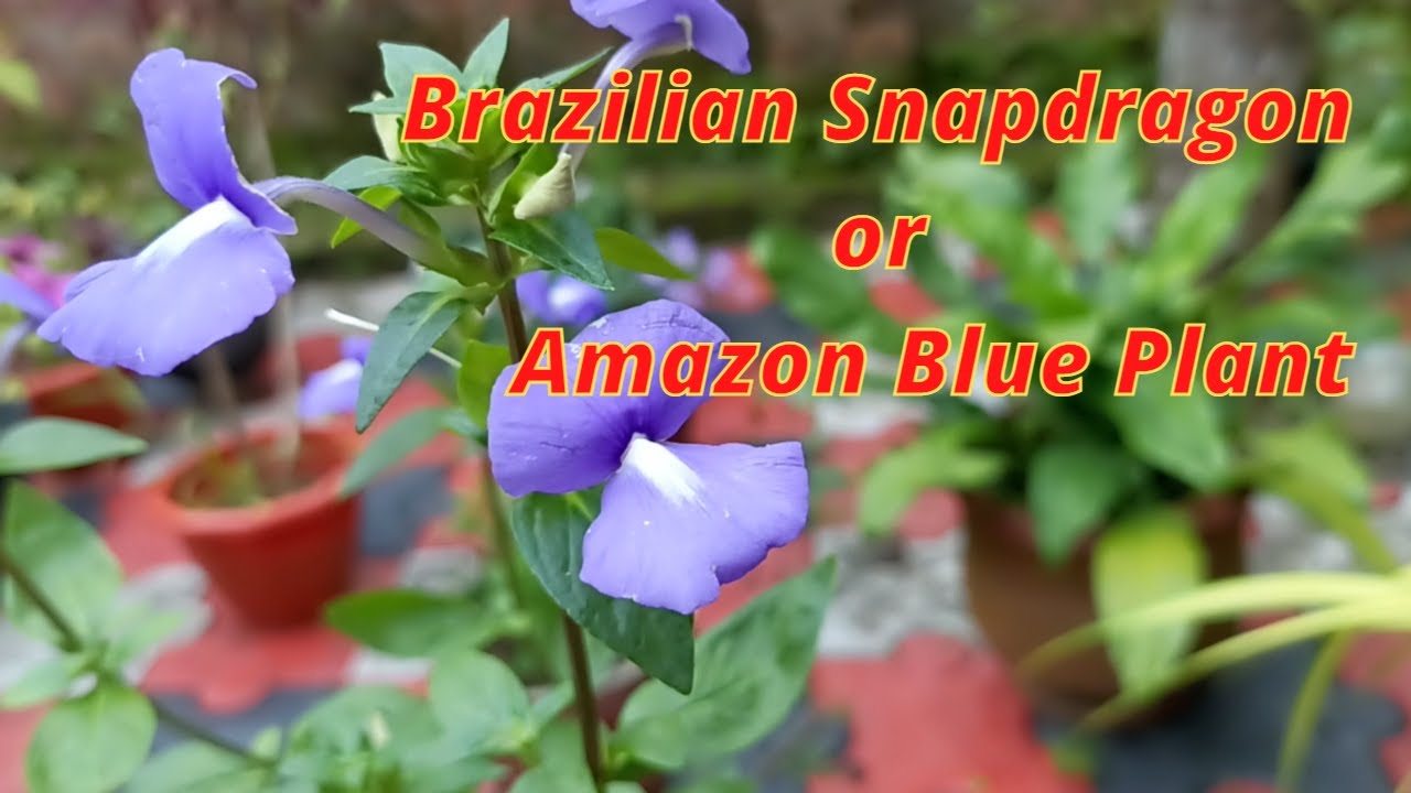 കണ്ണഞ്ചിപ്പിക്കുന്ന നീല പുഷ്പം | Brazilian Snapdragon | Amazon Blue ...