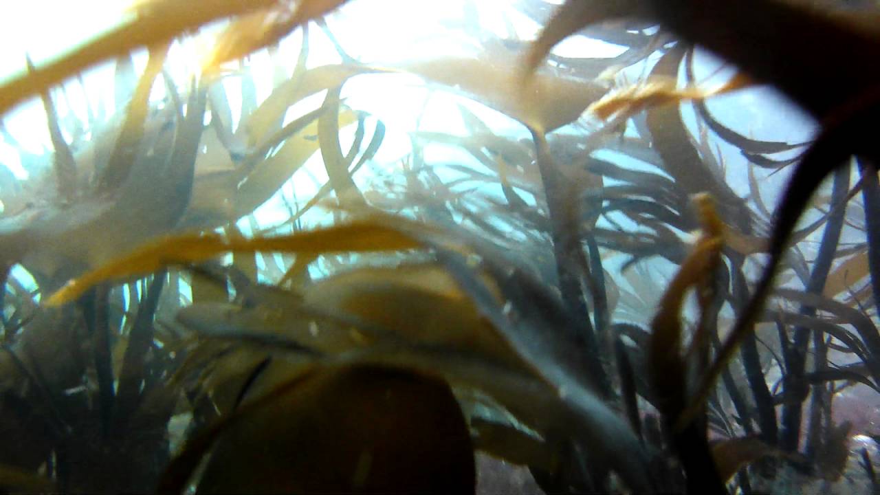 ROKER PIER action cam fishing - YouTube