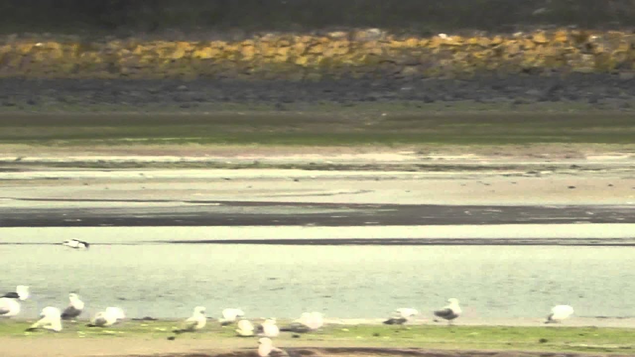 Caspian Gull. 2nd winter. Hayle Estuary.Cornwall. - YouTube