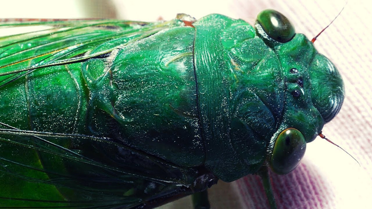 Suara Tajam Riang-Riang | Tonggeret - YouTube