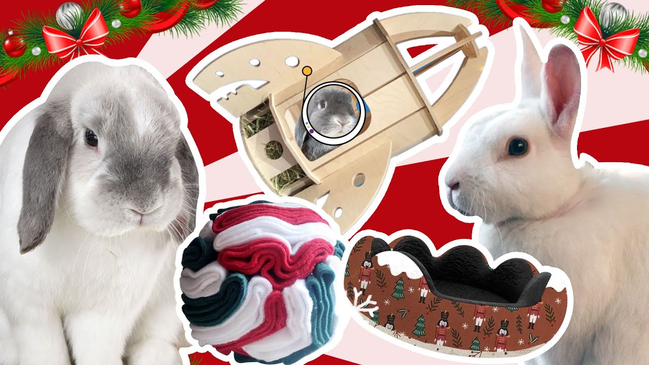Des idées cadeaux pour lapins ! - YouTube