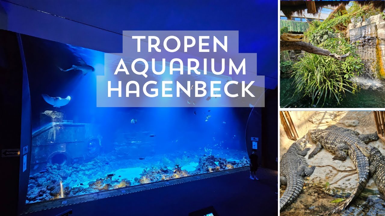 Tropenaquarium Hagenbeck 2024 | Lohnt sich der Besuch neben dem Zoo ...