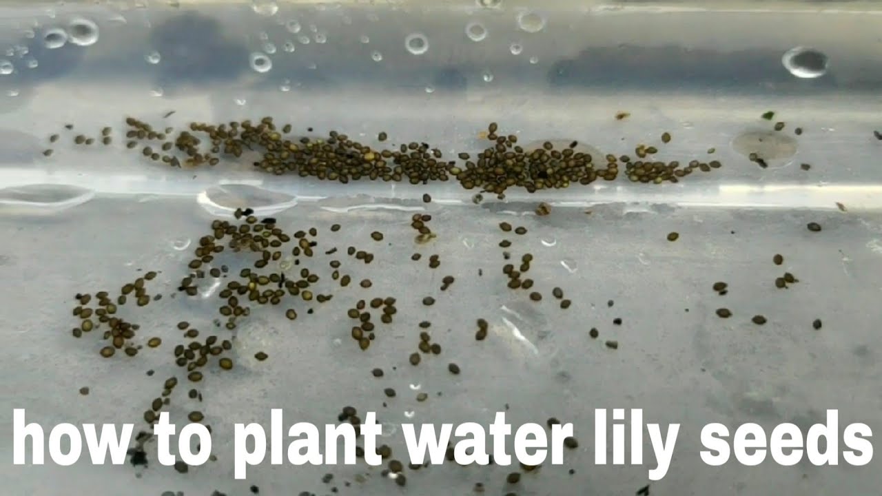 Cara mudah menumbuhkan biji bunga teratai hardy dan tropical part 1 ...