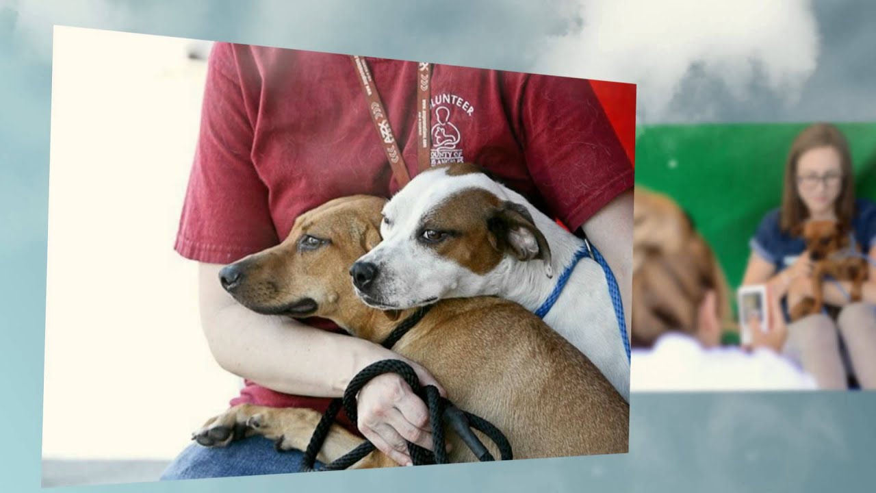 United Hope for Animals - YouTube