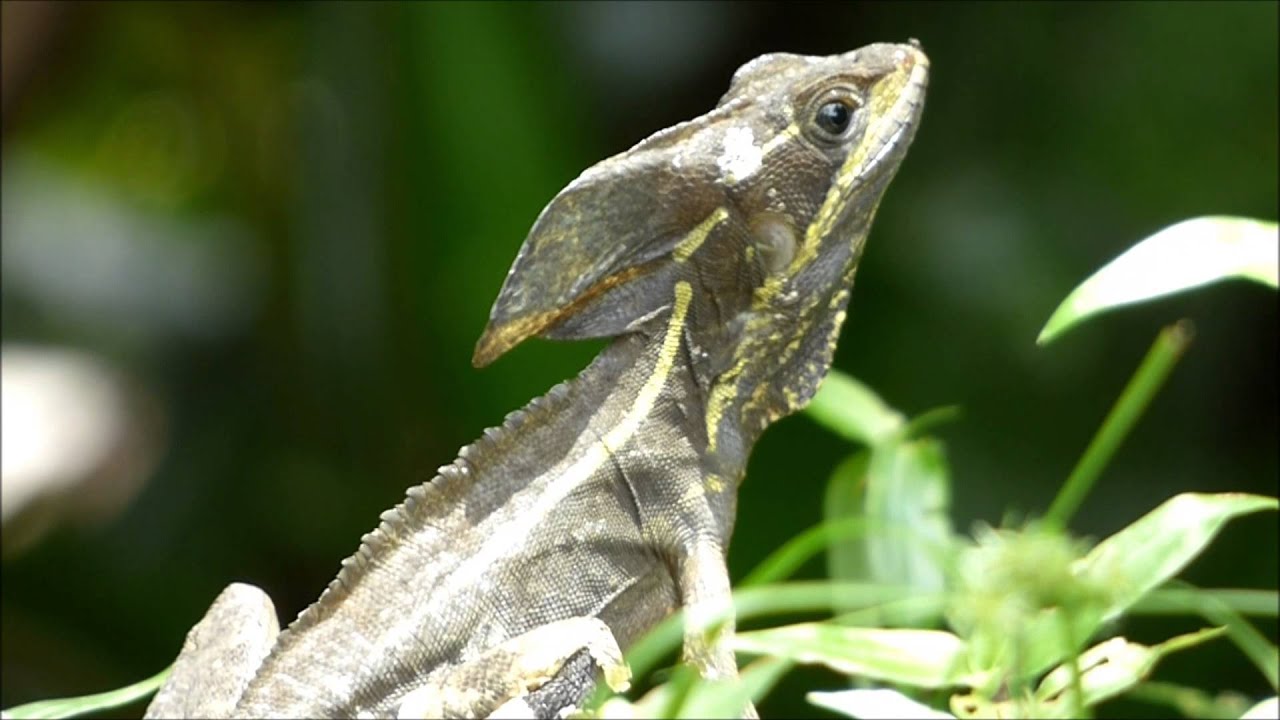 Basilisco café (Basiliscus vittatus) en la Estación Biológica La Selva ...
