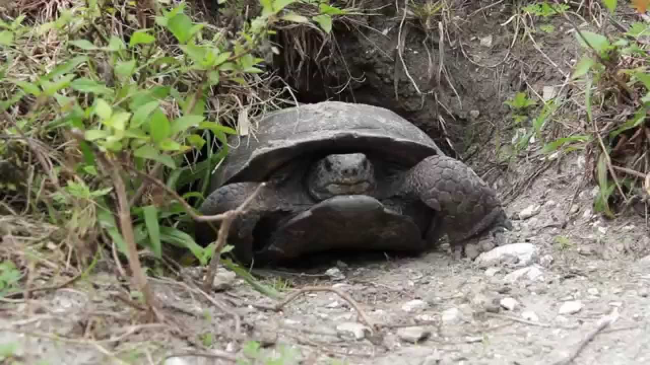 Gopher Tortoise Burrow - YouTube