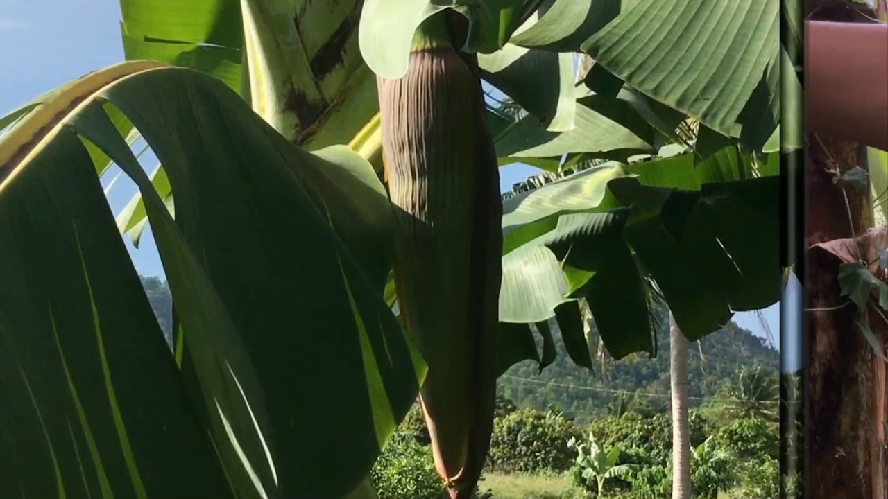 Perubahan Pisang Dari Berbunga Hingga Panen - YouTube